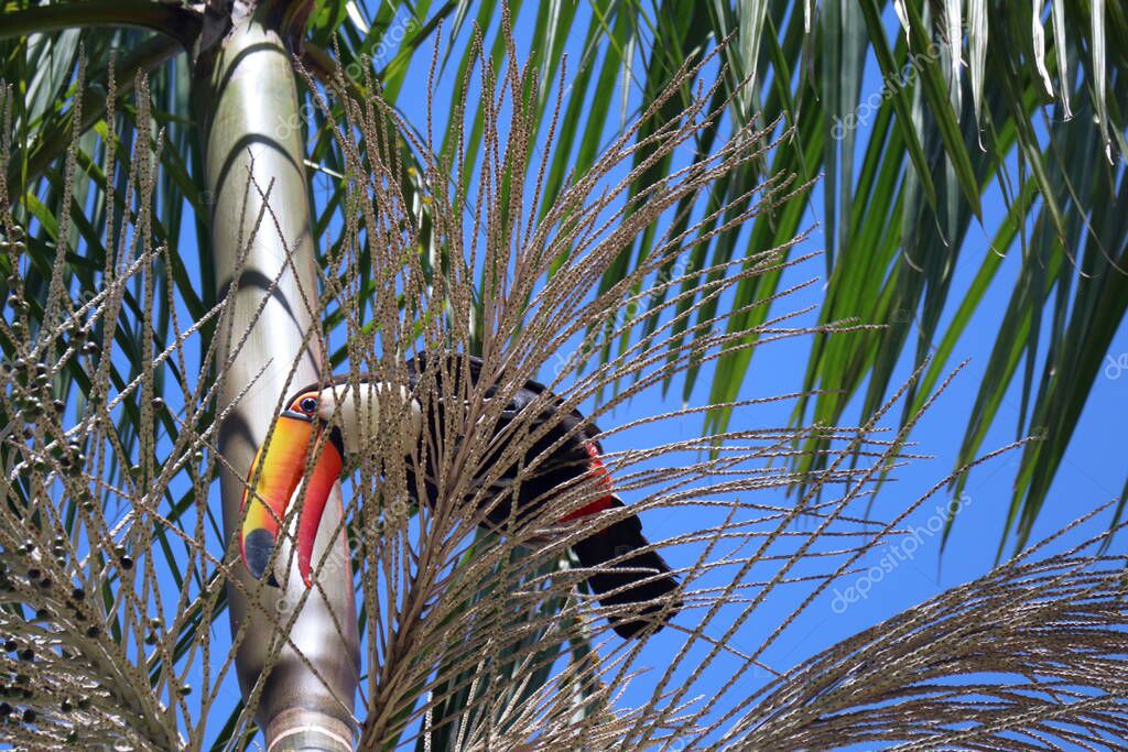 Ramphastos toco, o tucanes, en una palmera Jussara, Euterpe edulis ...