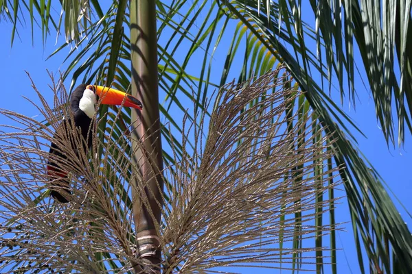Ramphastos toco, o tucanes, en una palmera Jussara, Euterpe edulis ...