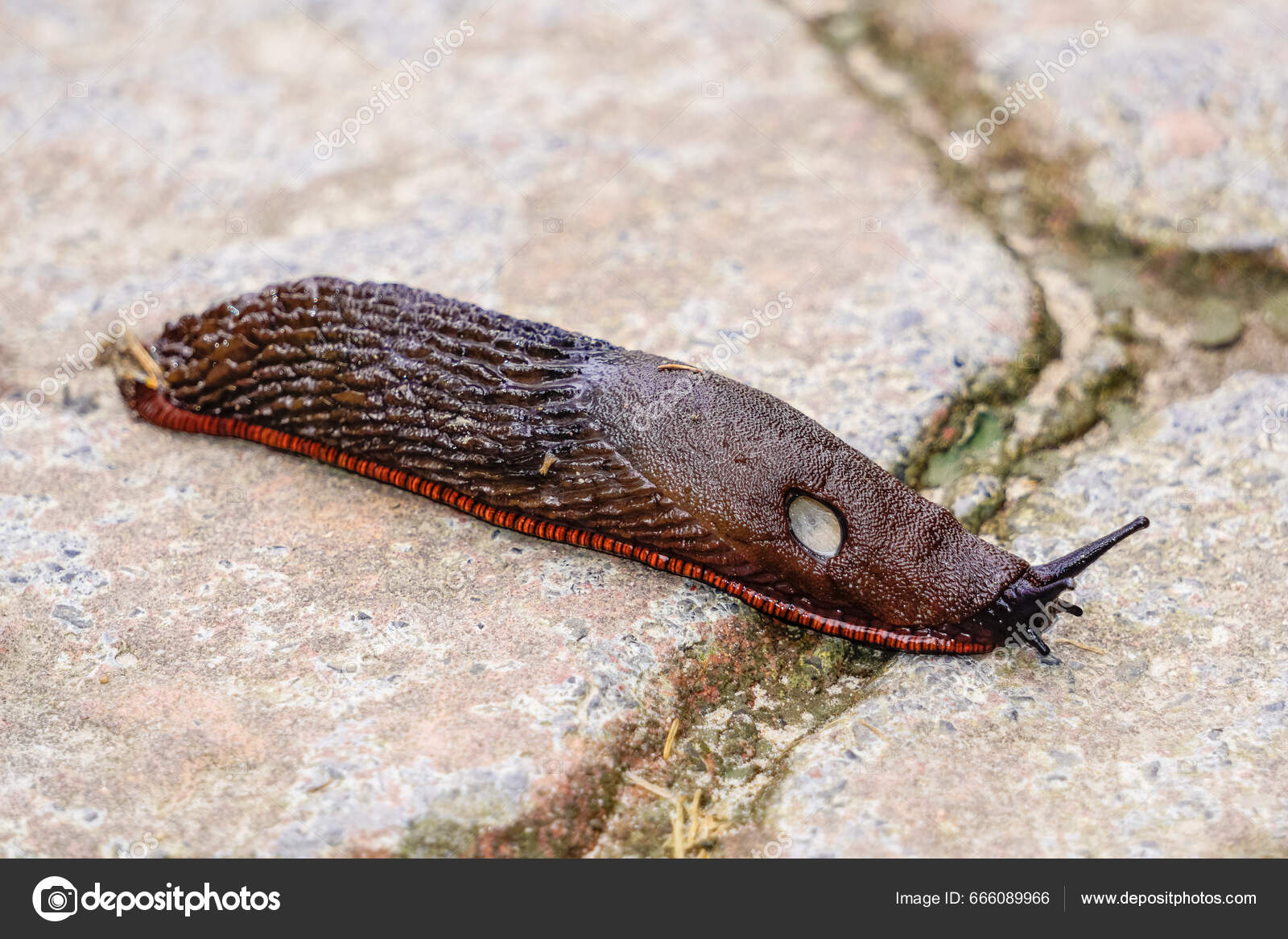 Slugs Slugs Gastropod Molluscs Shells Small Internal Shells Some Large ...