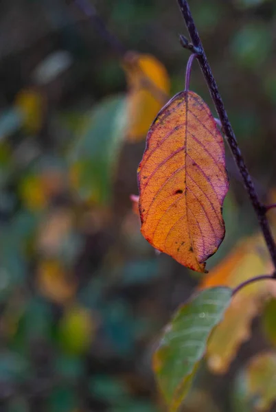 Close-up of an autumn leaf in vibrant colors, with a soft-focus forest ...