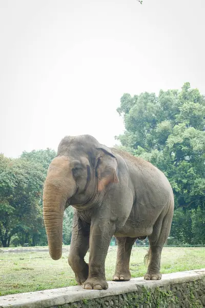 Asia gajah liar Stock Photos, Royalty Free Asia gajah liar Images ...