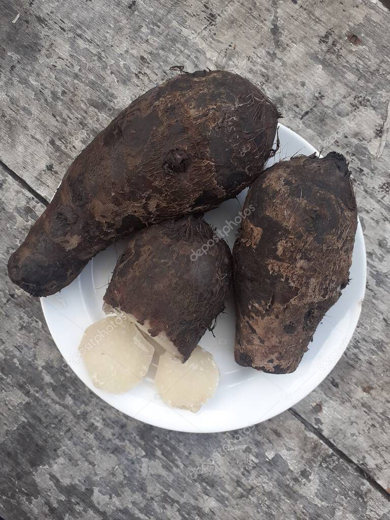 Xanthosoma sagittifolium nombre científico de 'Kimpul' o también ...