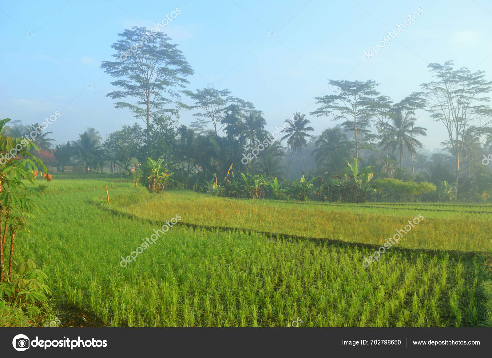 Atmosphere Spacious Fresh Rice Fields Village Tasikmalaya West Java ...