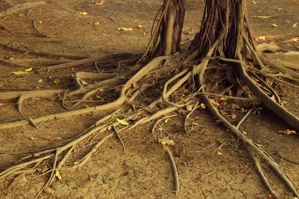 Naive roots Stock Photos, Royalty Free Naive roots Images | Depositphotos