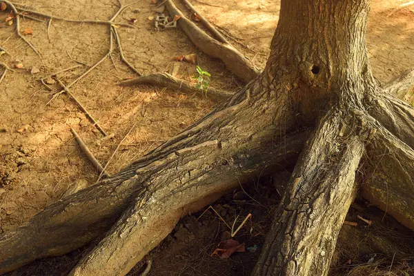 Tree roots branch Stock Photos, Royalty Free Tree roots branch Images | Depositphotos