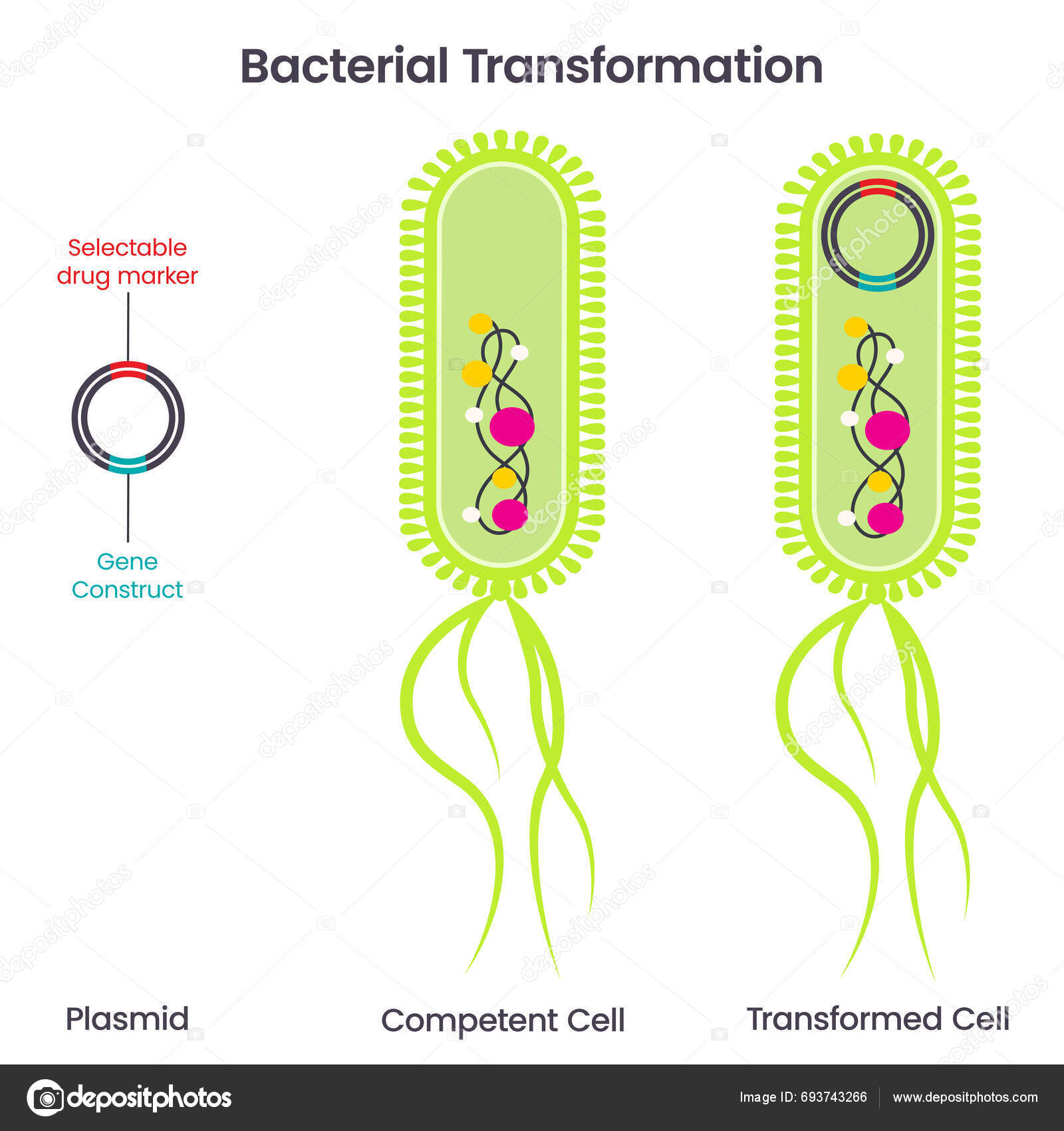 Horizontal Gene Transfer Transformation Scientific Vector Illustration ...