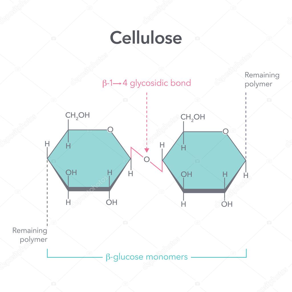 Xantofilas Estructura