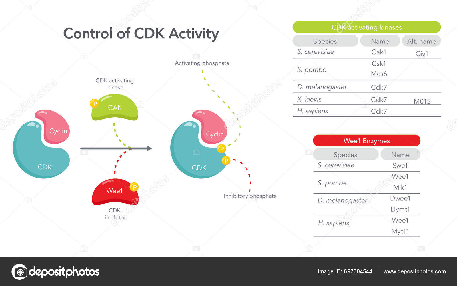 Control Cdk Activity Cell Cycle Science Vector Diagram Stock Vector by ©JAshes 697304544