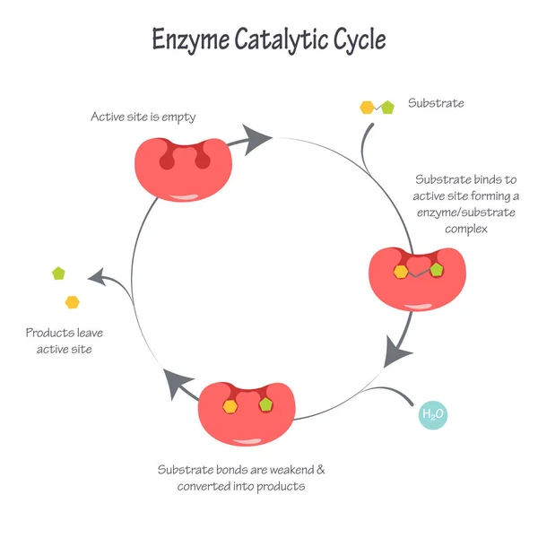 Galactosemia Gale Galk Galt Enzymatic Deficiency Science Vector ...