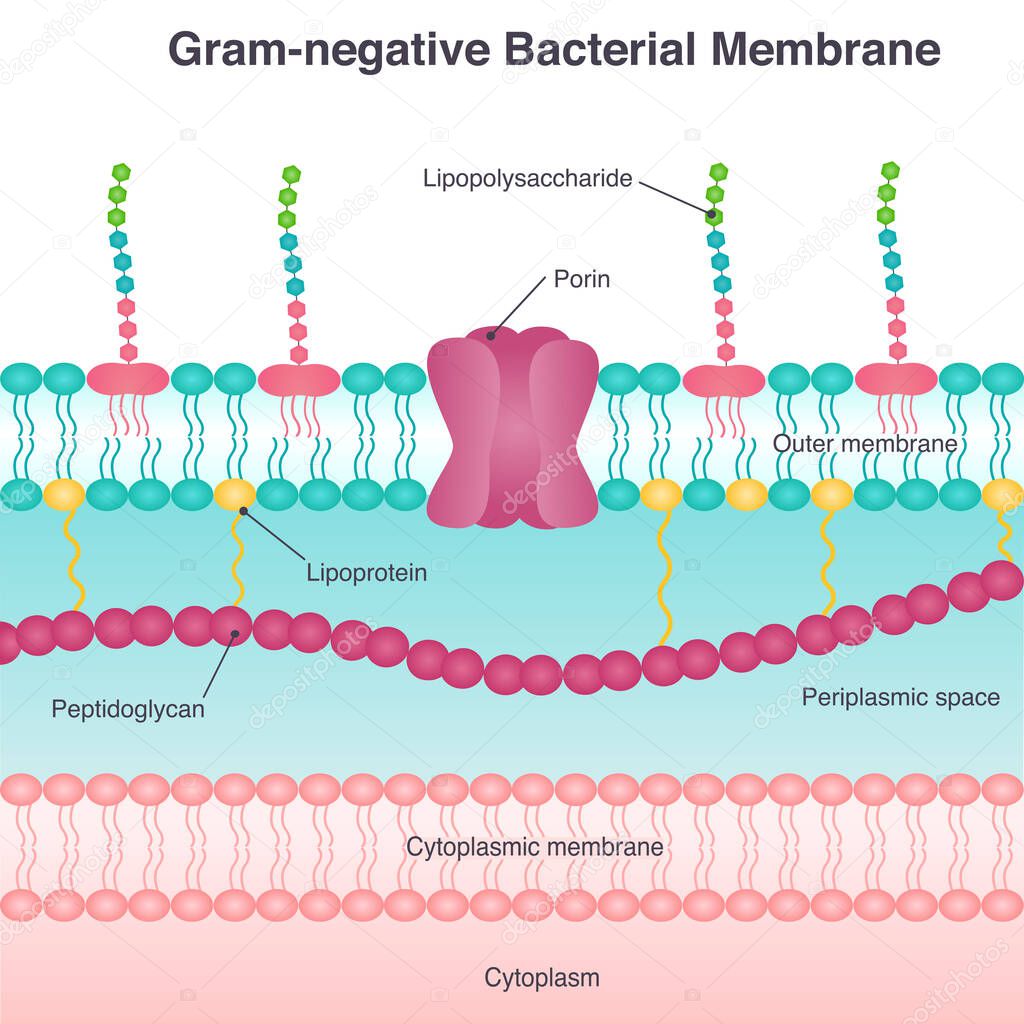 Gram-negative bacterial membrane diagram vector illustration premium vector 2024