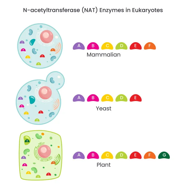 Enzyme Vector Images | Depositphotos