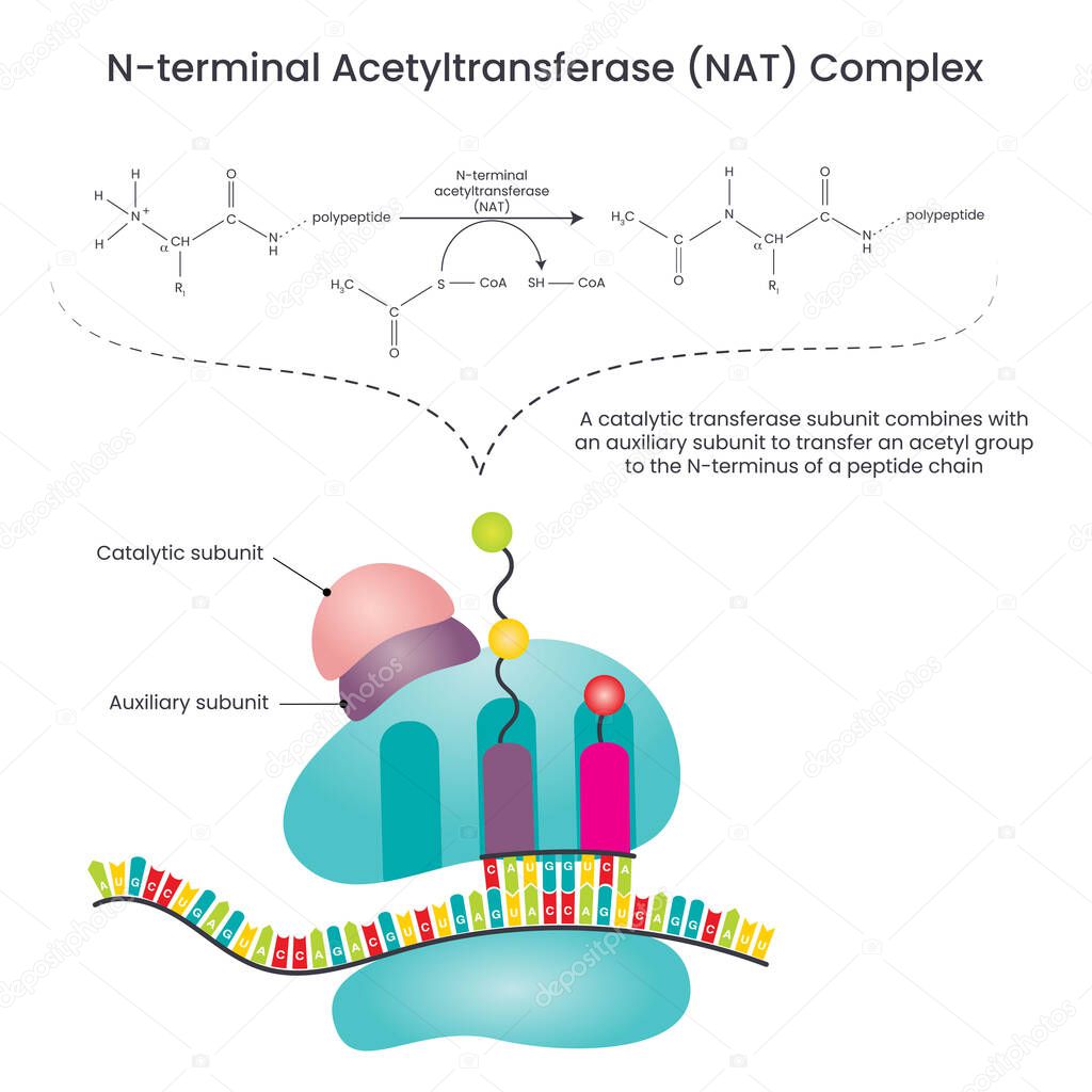 N-terminal Acetiltransferasa NAT Diagrama de ilustración de vectores ...