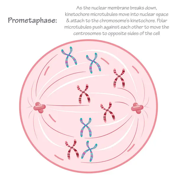 Vectores de Centrosoma, imágenes vectoriales | Depositphotos