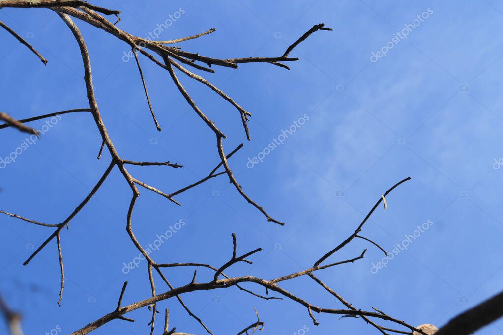 Ramitas de árboles secos con ramas sobre un hermoso fondo azul del ...