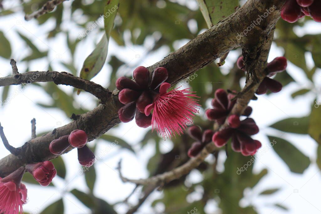 Rosa flor de manzana malaya en plena floración llena de rocío matutino ...