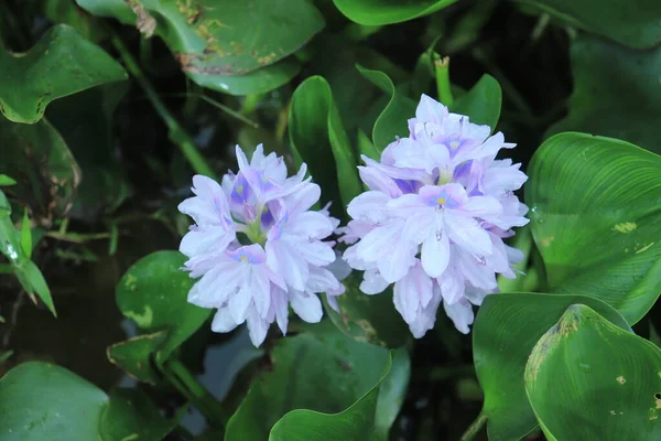 Water Hyacinth Flower Wallpaper