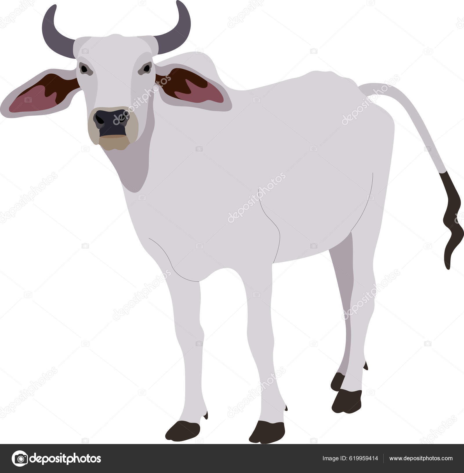 Zebu Bull Brahman Cattle Vector Illustration White Male Indian Cow Stock Vector Image By
