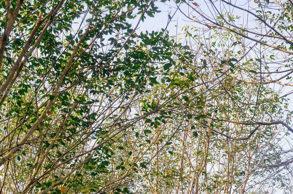 Las ramas de los árboles de goma están llegando al cielo azul en el ...