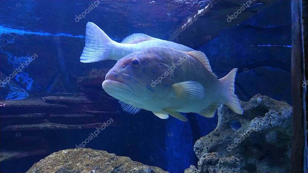 Leopard Coral grouper fish (Plectropomus Leopardus) bajo el agua en el ...
