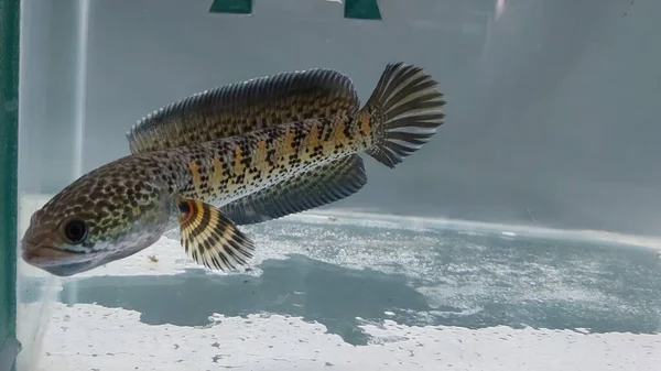 Channa Auranti snakehead fish. a predatory fish with a very beautiful ...