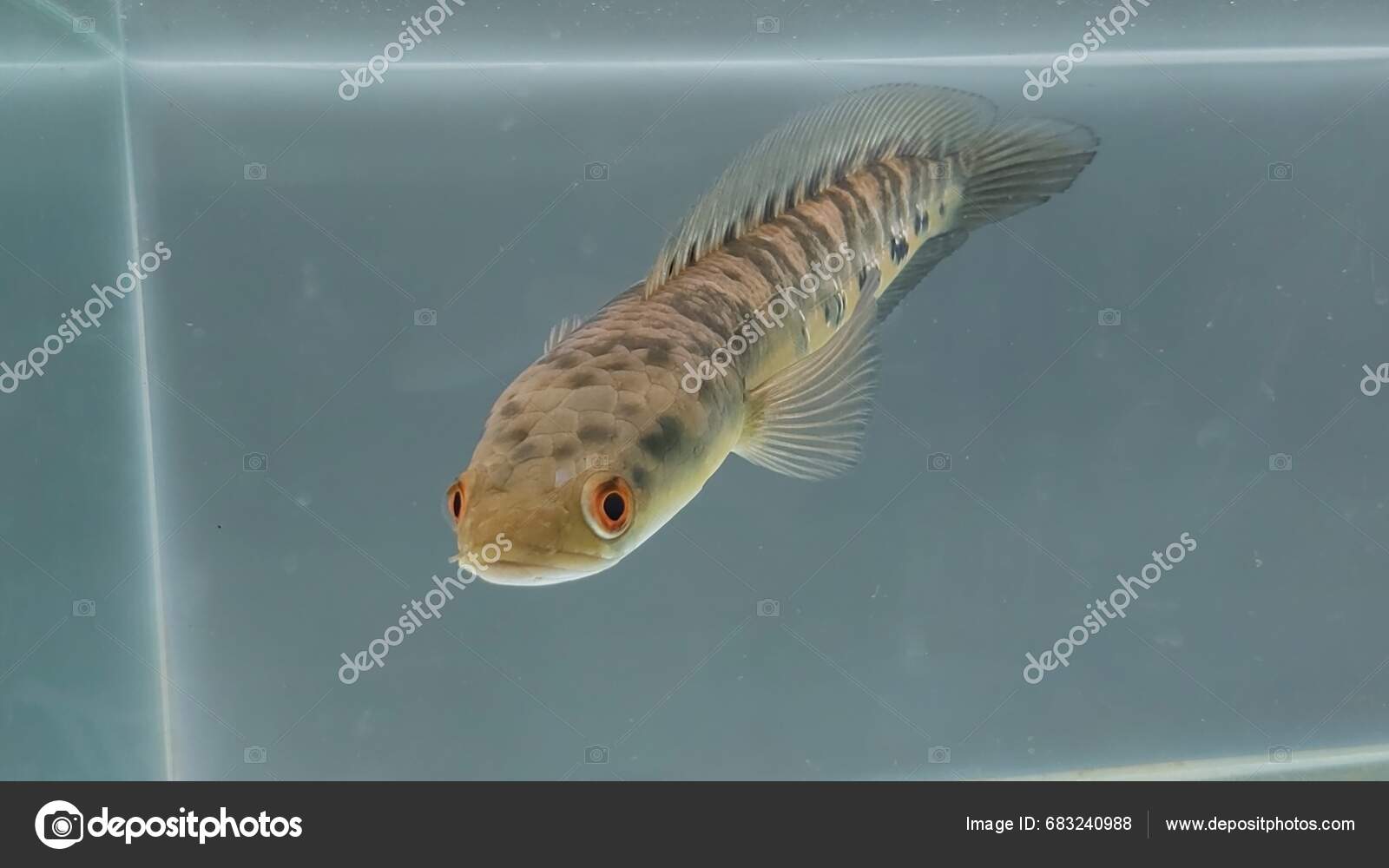 Channa Maru Yellow Sentarum Scientifically Known Channa Marulioides ...