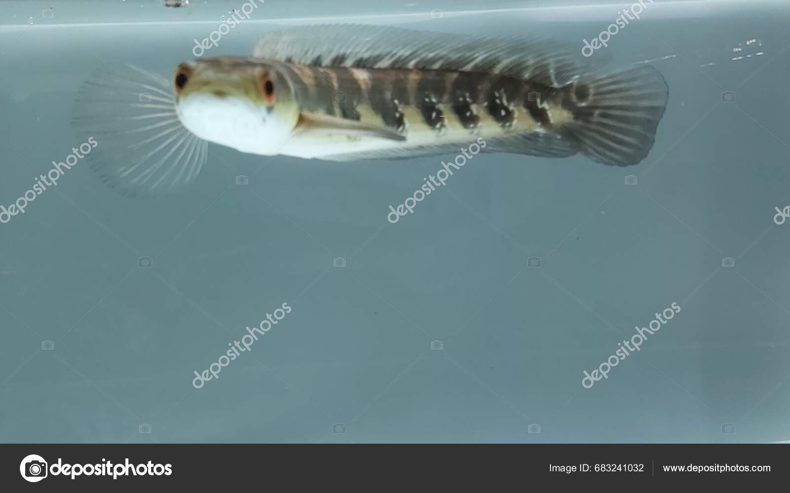 Channa Maru Yellow Sentarum Scientifically Known Channa Marulioides ...