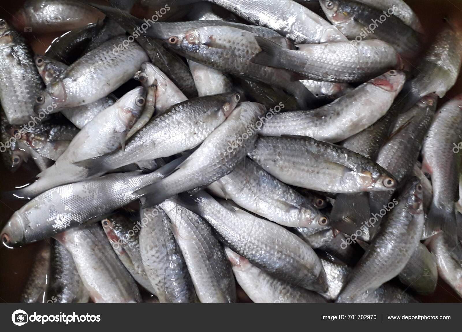 Milkfish Chanos Chanos Bangus Sole Living Species Family Chanidae Fresh ...