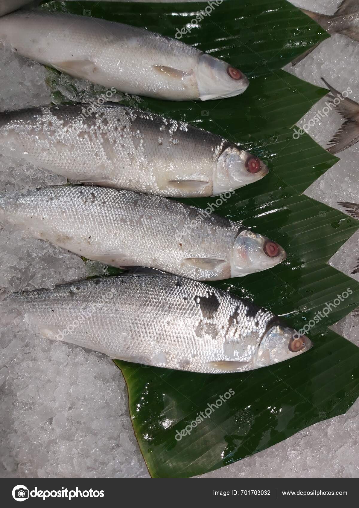 Ikan Susu Chanos Chanos Atau Bangus Adalah Satu Satunya Spesies — Foto ...