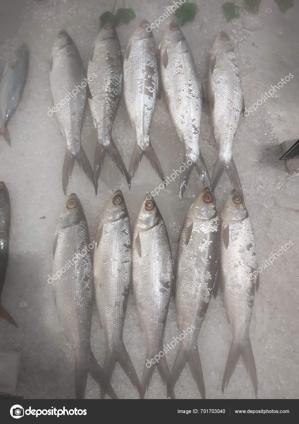 Milkfish Chanos Chanos Bangus Sole Living Species Family Chanidae Fresh ...