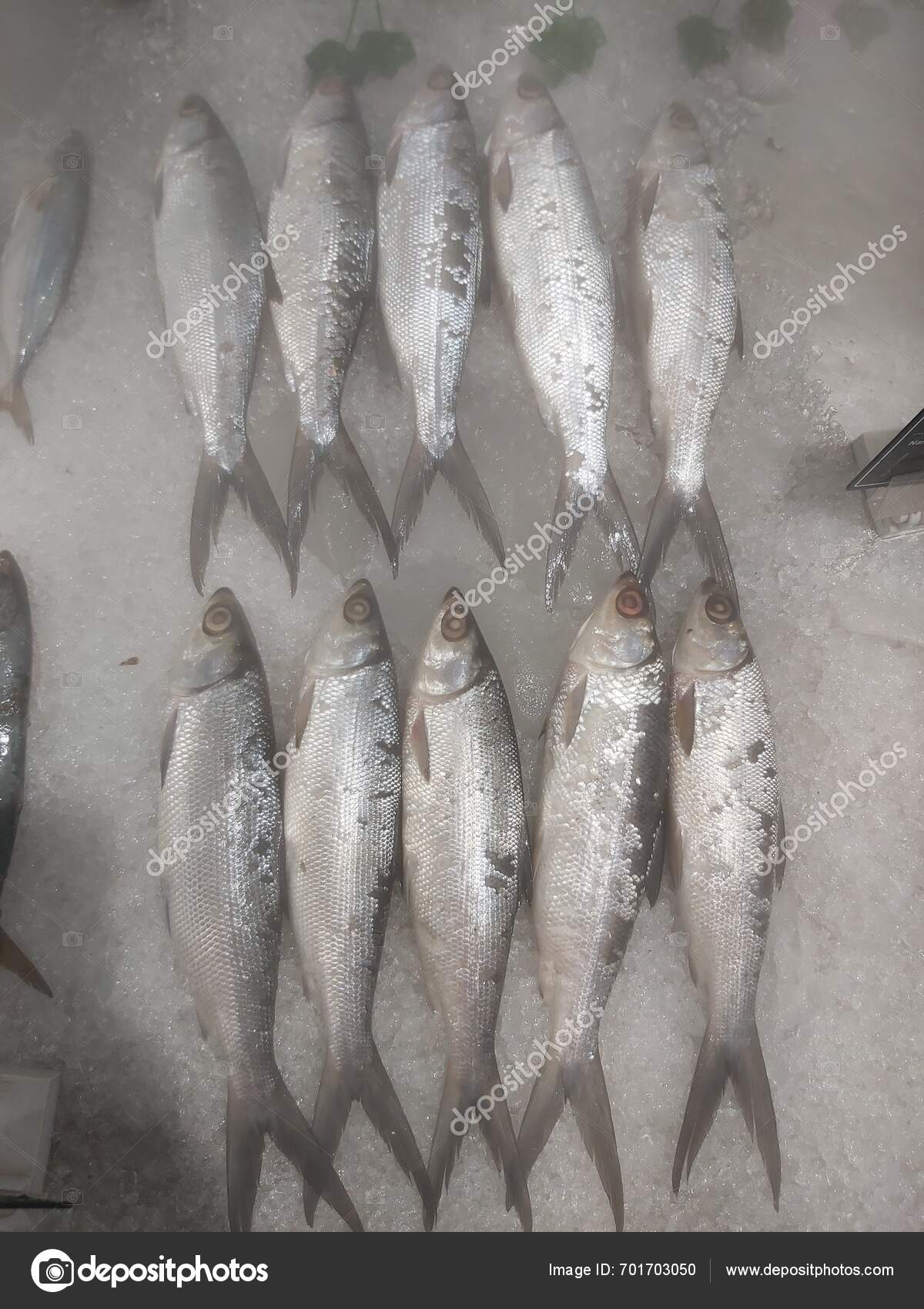 Milkfish Chanos Chanos Bangus Sole Living Species Family Chanidae Fresh ...