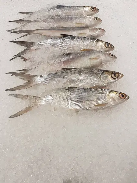 Milkfish Chanos Chanos Bangus Sole Living Species Family Chanidae Fresh ...