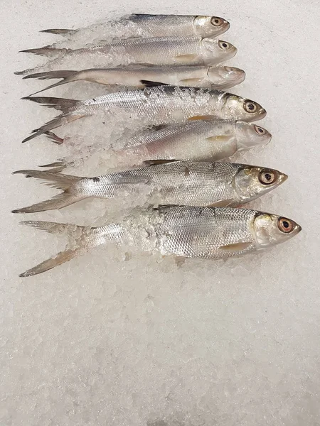 Milkfish Chanos Chanos Bangus Sole Living Species Family Chanidae Fresh ...