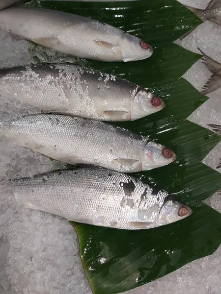 Milkfish Chanos Chanos Bangus Sole Living Species Family Chanidae Fresh ...