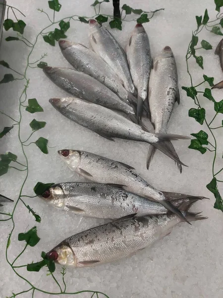 Milkfish Chanos Chanos Bangus Sole Living Species Family Chanidae Fresh ...