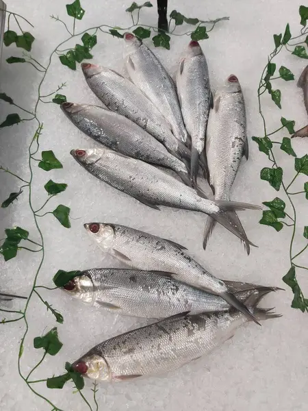 Milkfish Chanos Chanos Bangus Sole Living Species Family Chanidae Fresh ...