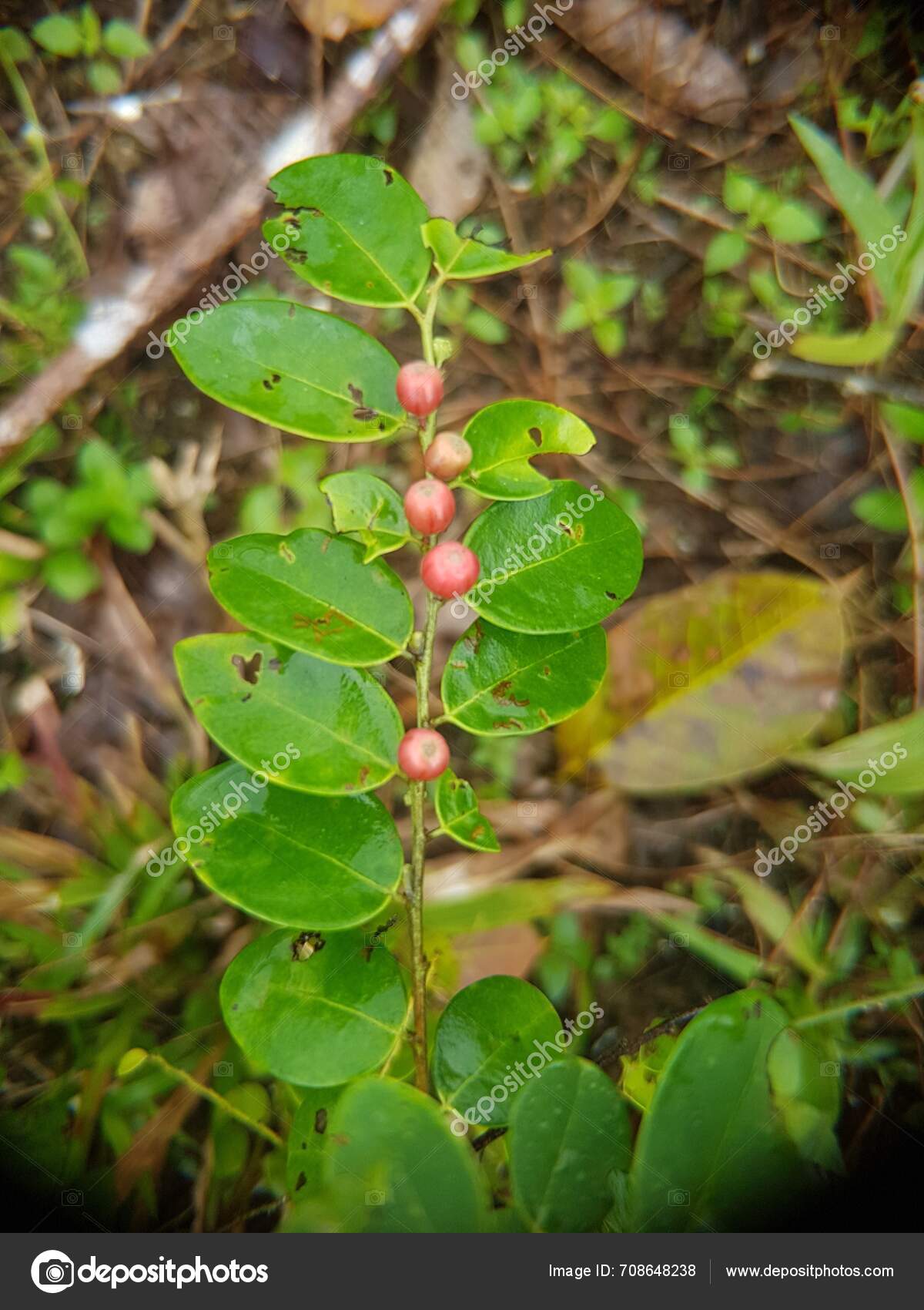 Talok Fruit Has Different Names Karsen Karsem Kerukup Siam Keres ...