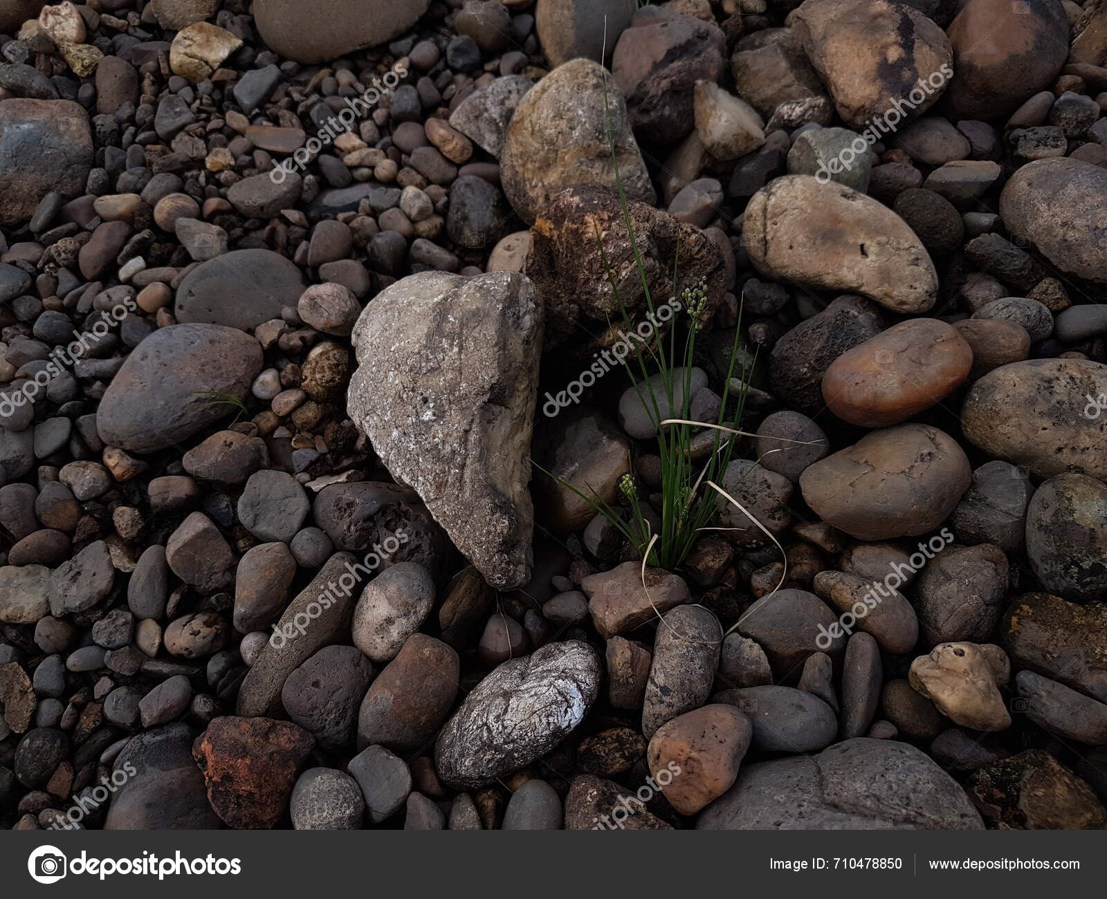 Small Tree Grow Stone Floor Texture Plants Grow Pebbles Ground — Stock ...