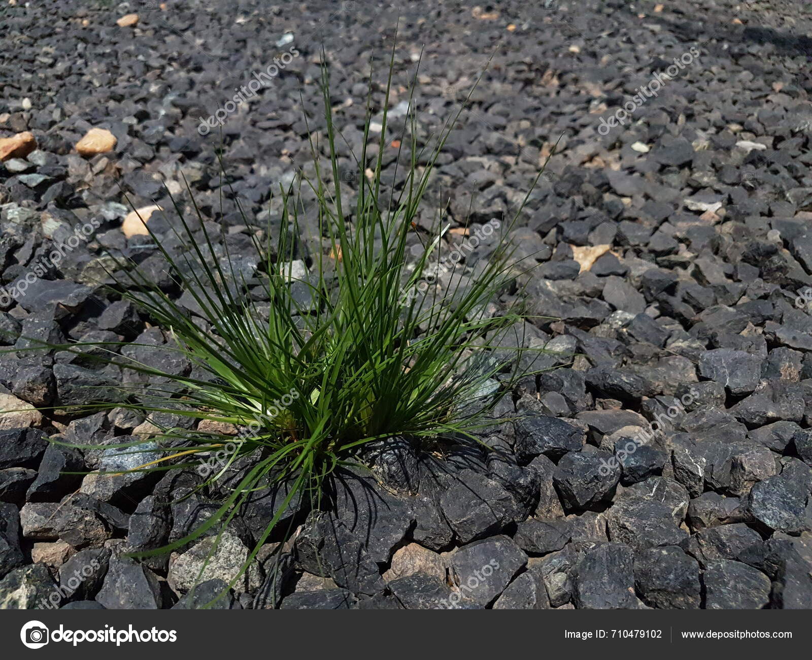 Small Tree Grow Stone Floor Texture Plants Grow Pebbles Ground — Stock ...