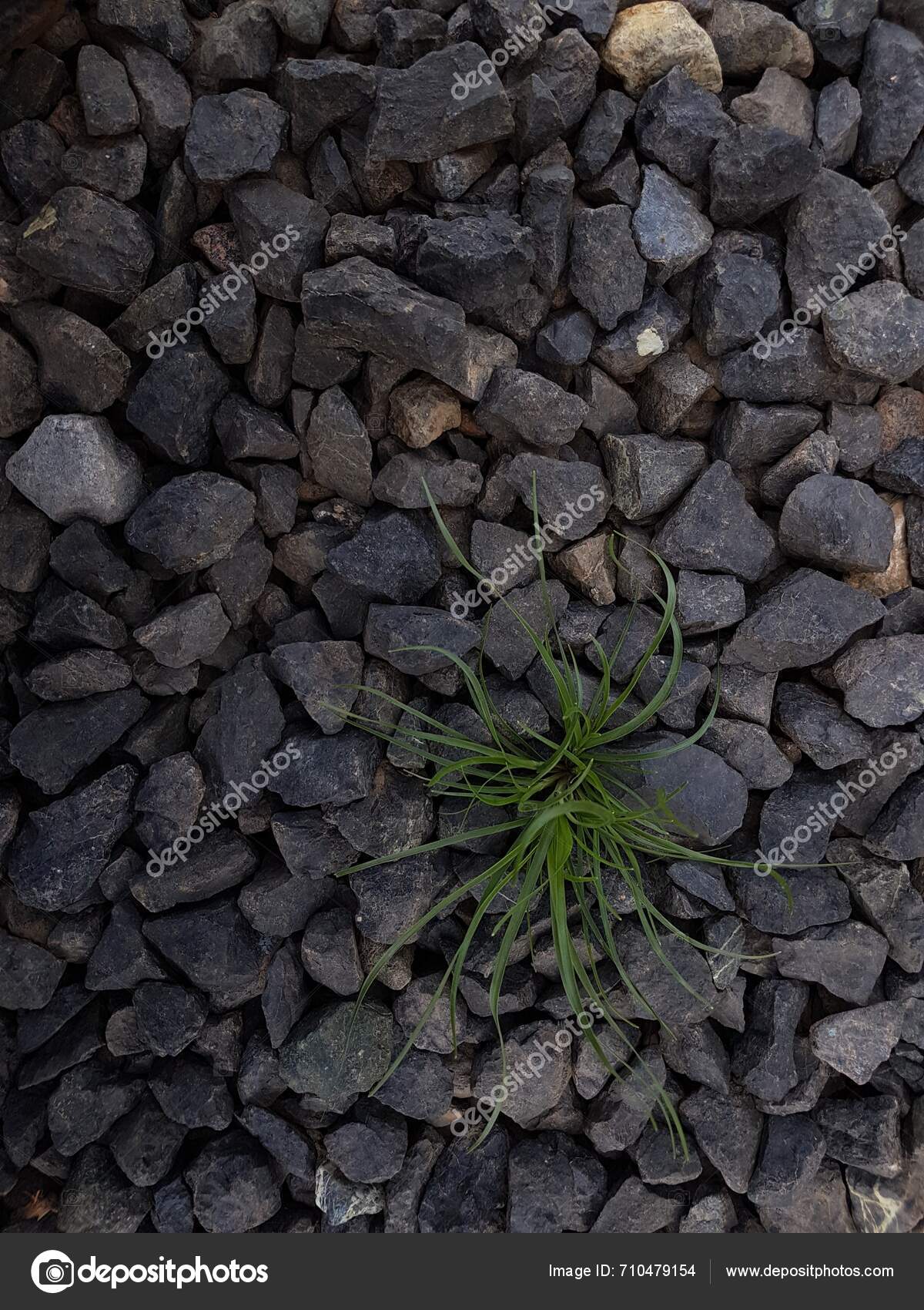 Small Tree Grow Stone Floor Texture Plants Grow Pebbles Ground — Stock ...