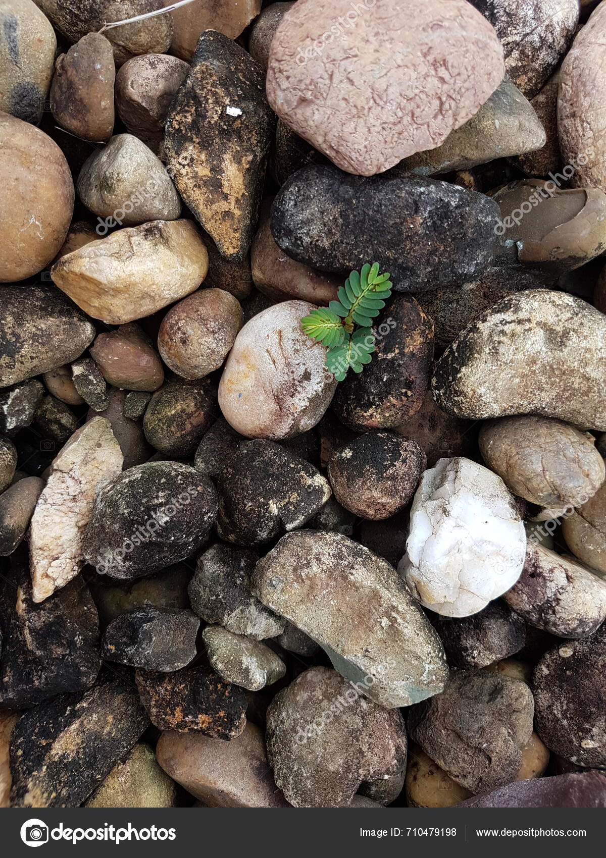 Small Tree Grow Stone Floor Texture Plants Grow Pebbles Ground — Stock ...