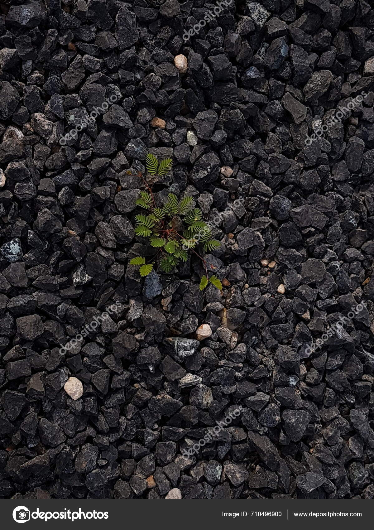 Small Tree Grow Stone Floor Texture Plants Grow Pebbles Ground — Stock ...