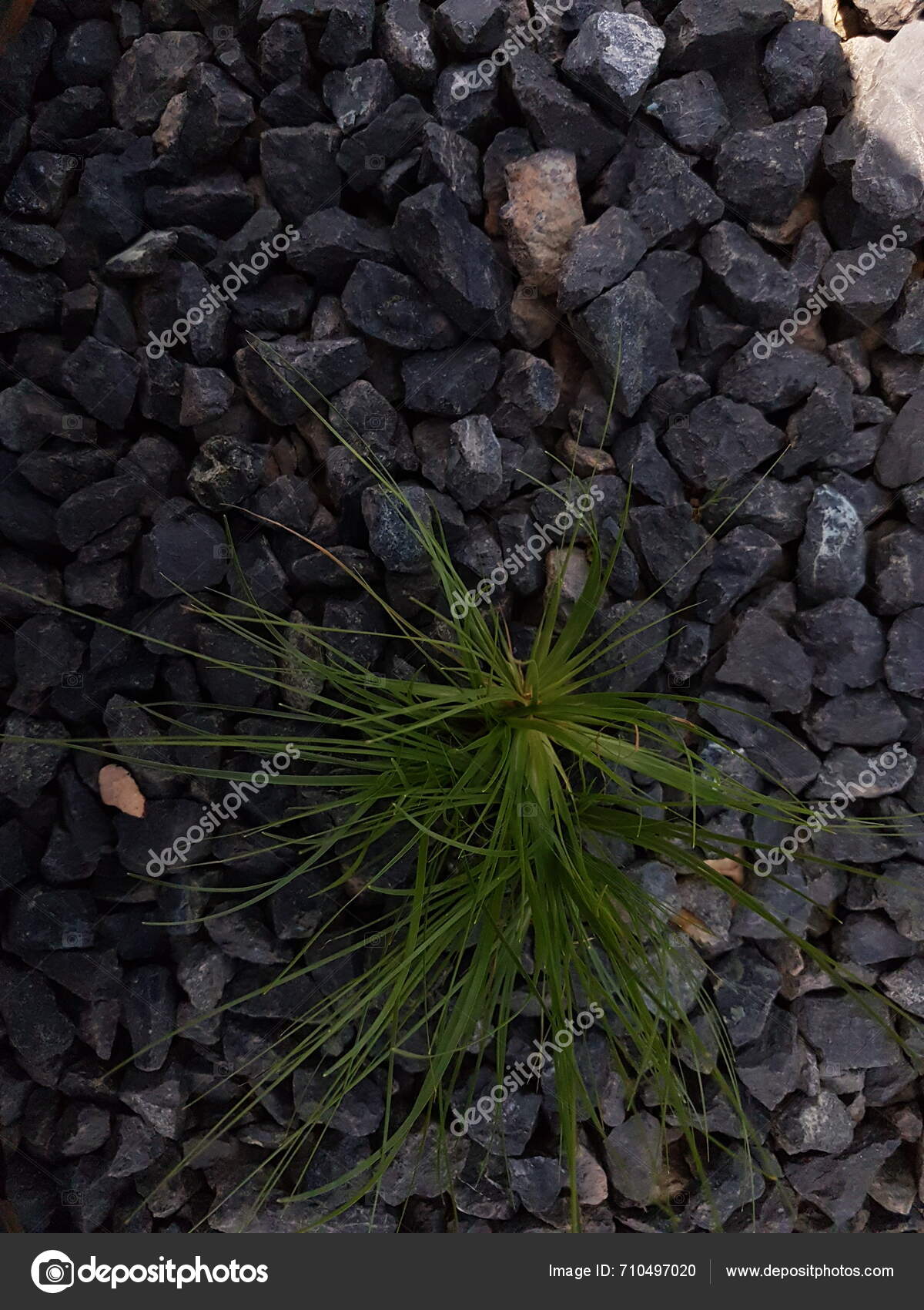 Small Tree Grow Stone Floor Texture Plants Grow Pebbles Ground — Stock ...