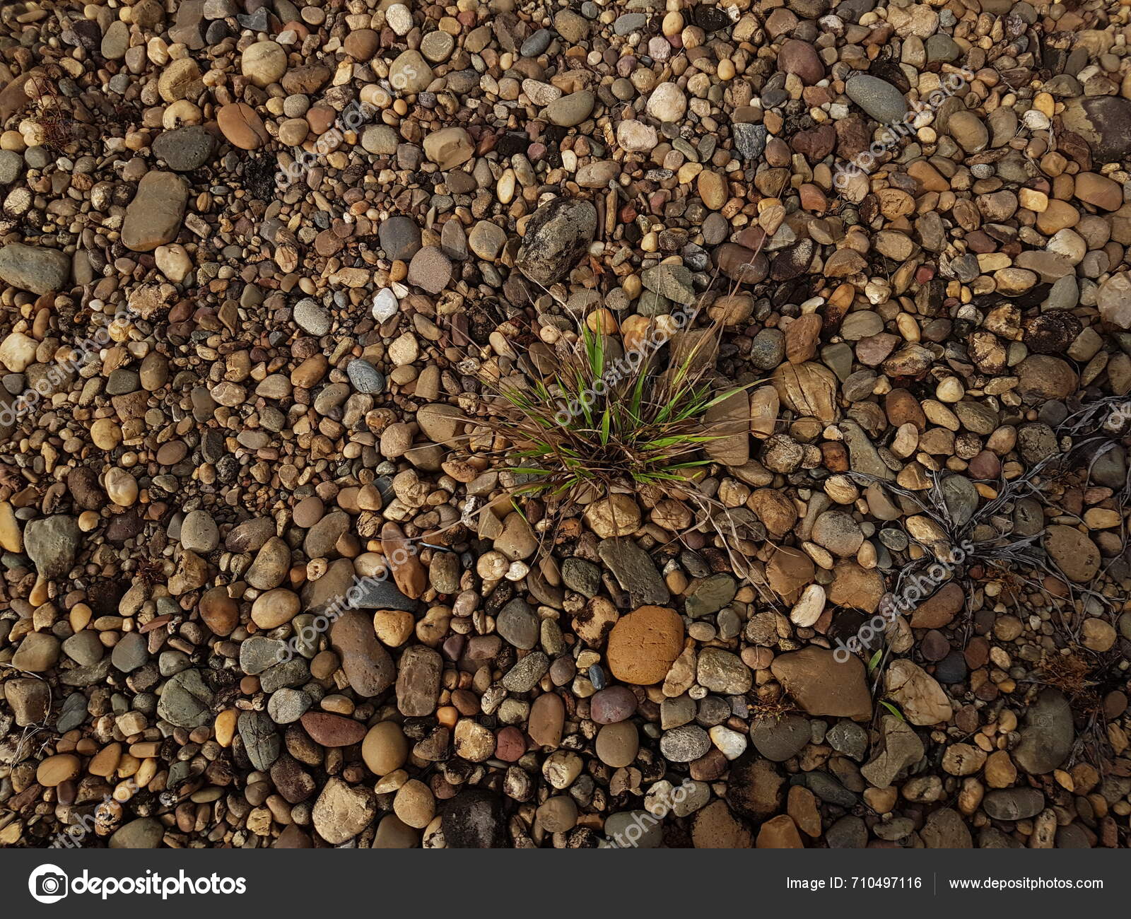 Small Tree Grow Stone Floor Texture Plants Grow Pebbles Ground — Stock ...