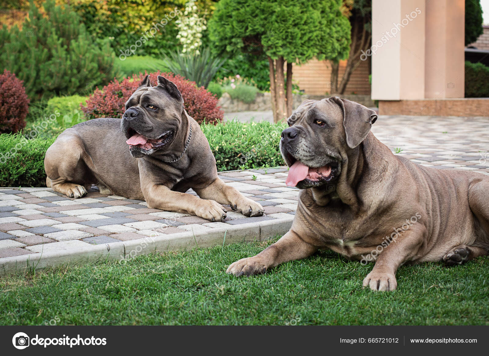 Cane Corso Formentino