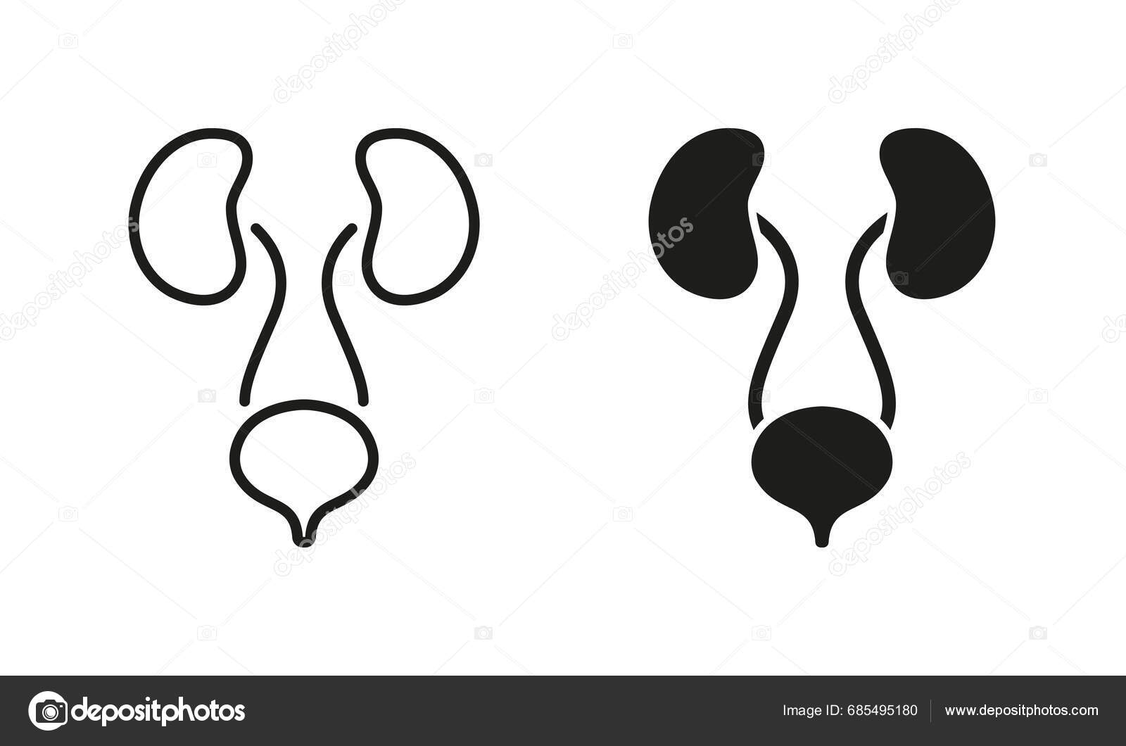 Human Urinary System Line Und Silhouette Icon Set Gesunde Innere Stock ...