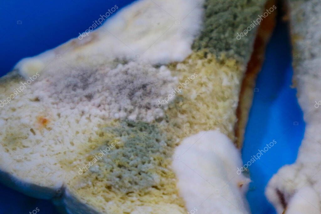 Un montón de pan sándwich mohoso. Las setas son verdes y blancas. 2023