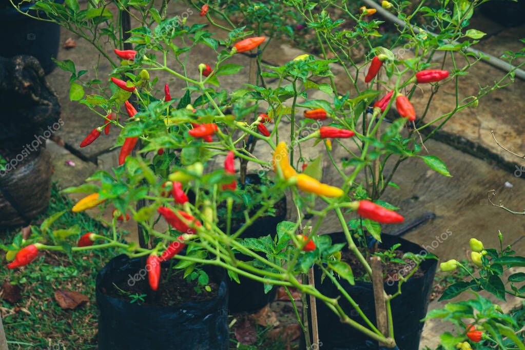 La pimienta de Cayena (Capsicum frutescens) es una fruta y planta ...