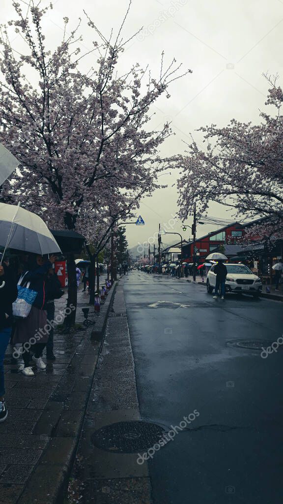 Kyoto, Japan on April 8, 2019. A group of Japanese people are walking ...