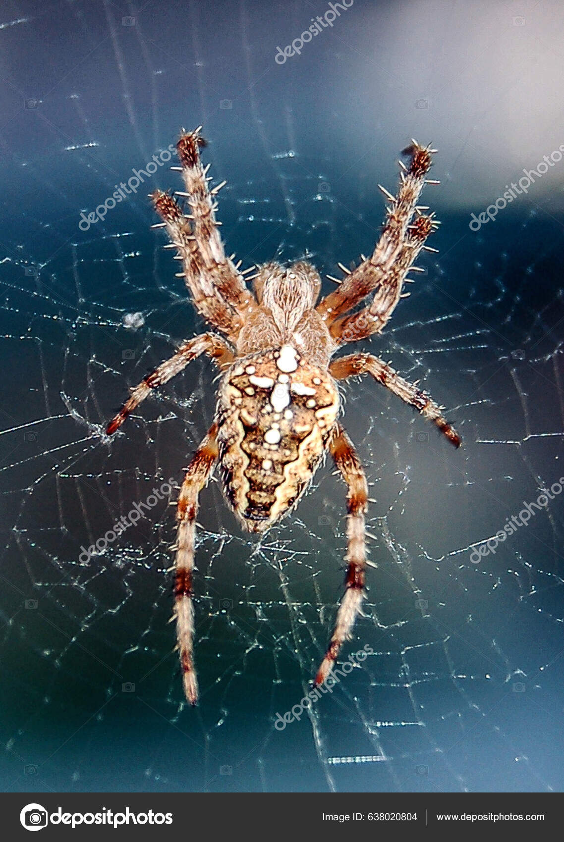 Spider Order Araneae Air Breathing Arthropod — Stock Photo ...