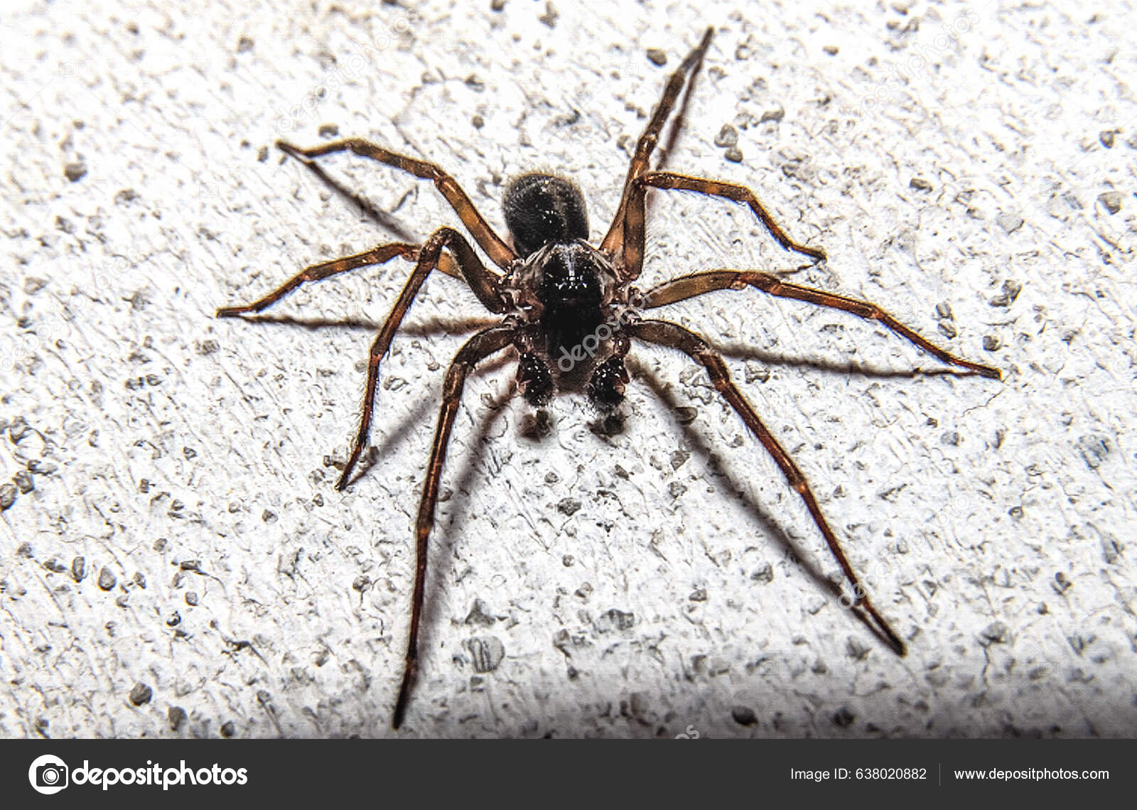 Spider Order Araneae Air Breathing Arthropod — Stock Photo ...